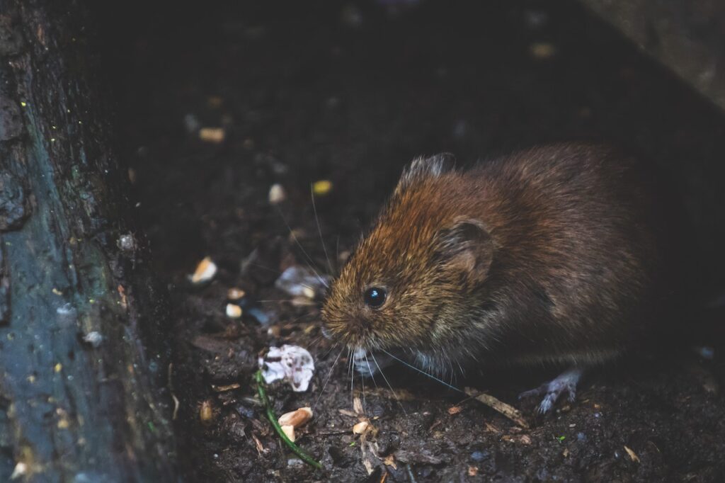 The Ultimate Guide to Identifying Rodent Infestations - Visual Walkthroughs